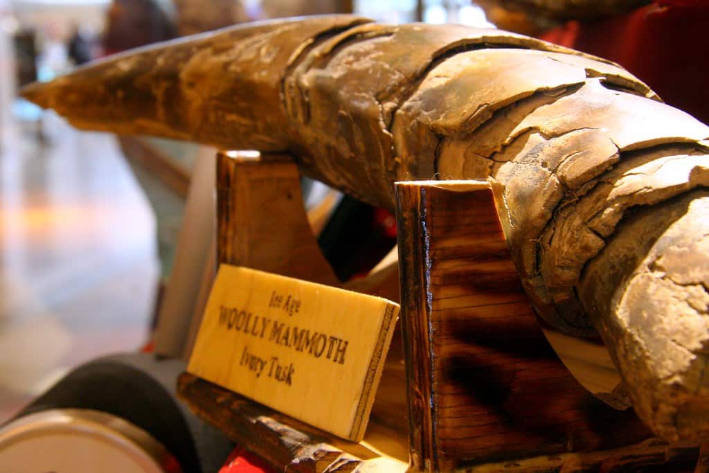 Amazing Fossils Unearthed In the Pacific Northwest