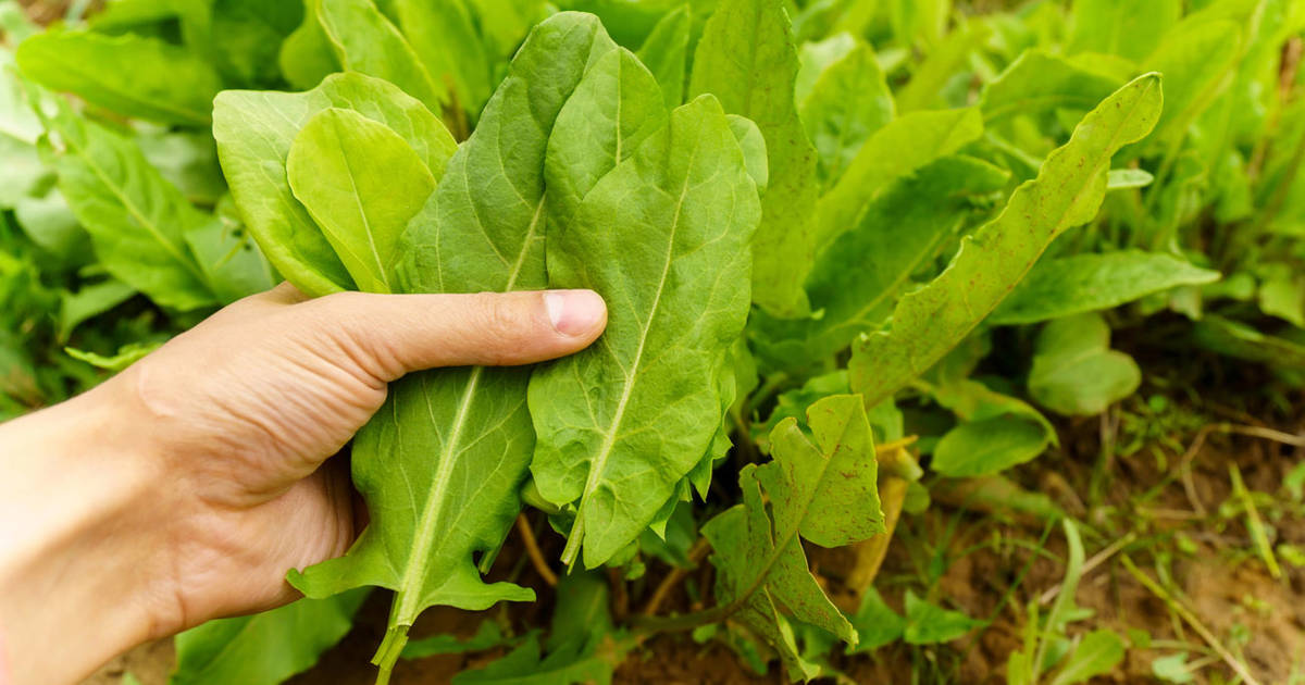 Guía completa de cuidados y usos de la acedera (Rumex acetosa)