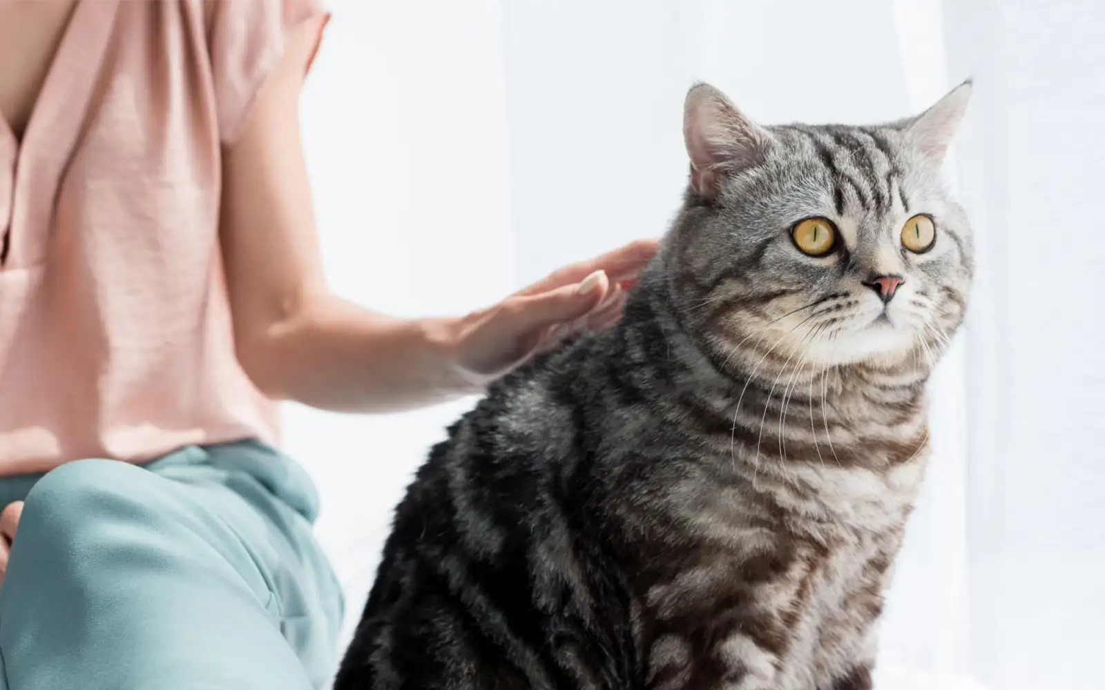 Why does your cat ignore you?