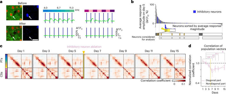 Neighborly help in the brain: Cerebral cortex networks rapidly reorganize to compensate for lost ...