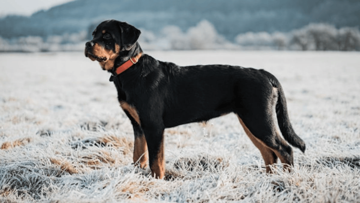 8 dog breeds known for their protective instincts towards their families