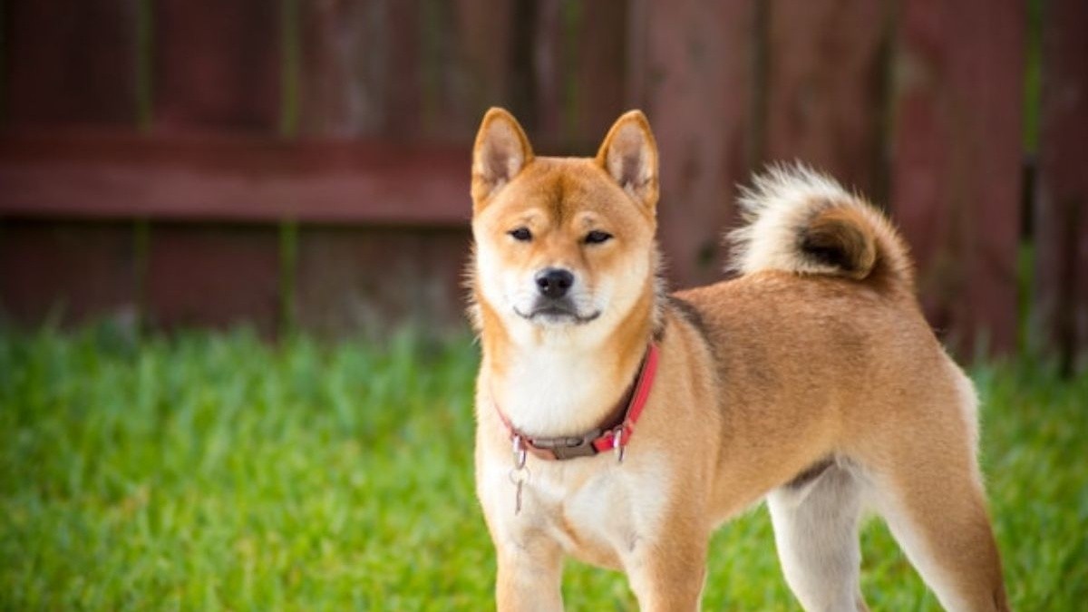 15 dog breeds that look cute, but their temperament might surprise you