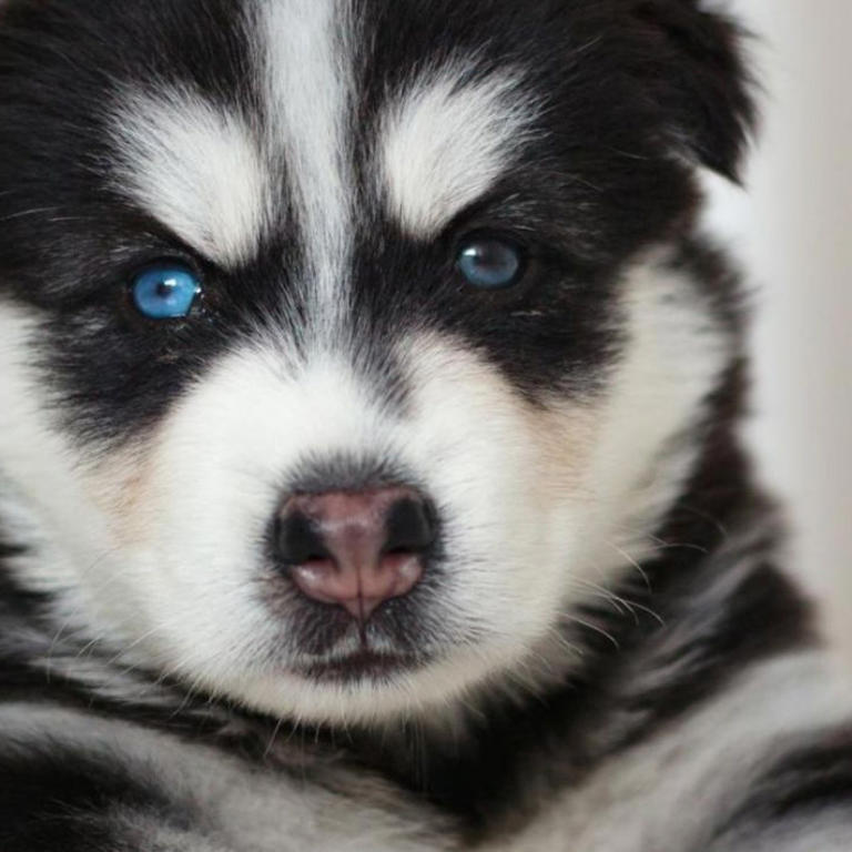 6 special traits of siberian huskies