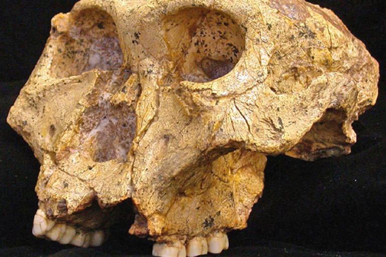 How ancient teeth could tell us more about prehistoric human evolution