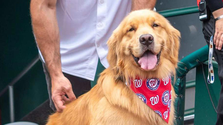 Washington Nationals Officially Call Up Bruce the Bat Dog For MLB Debut