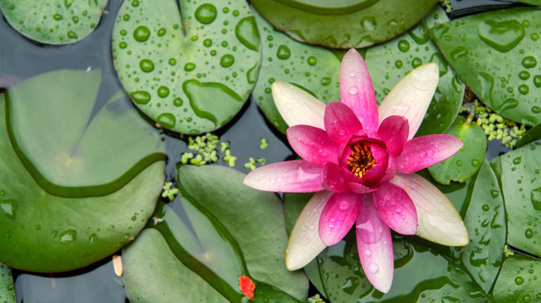 The 8 Best Plants For Natural Swimming Pools To Keep The Water Clean ...