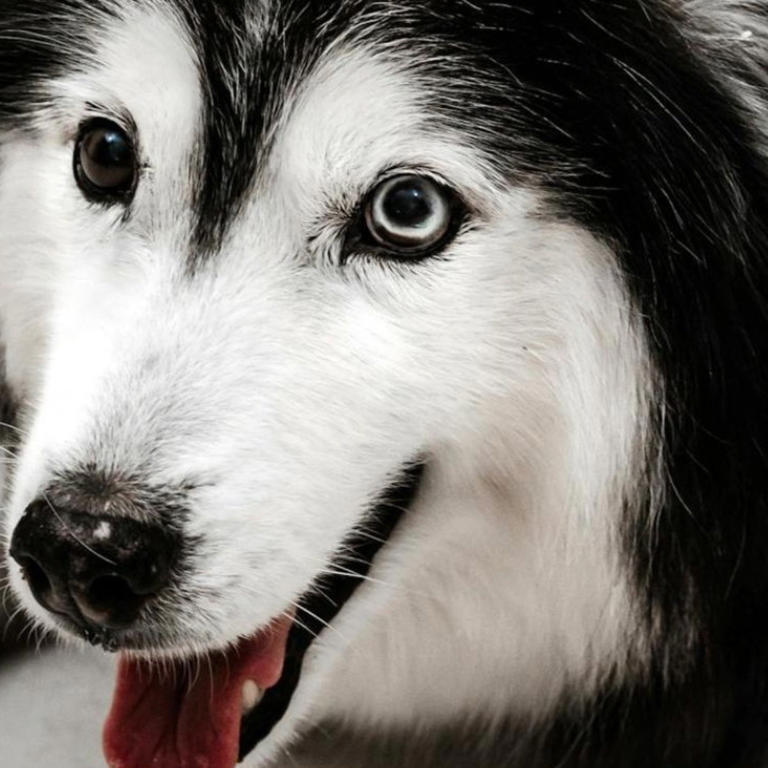 6 special traits of siberian huskies