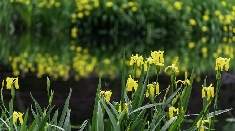 The 8 Best Plants For Natural Swimming Pools To Keep The Water Clean ...