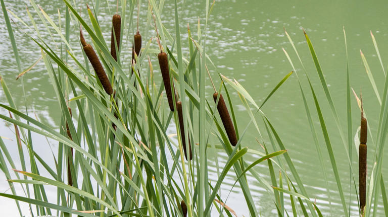 The 8 Best Plants For Natural Swimming Pools To Keep The Water Clean ...