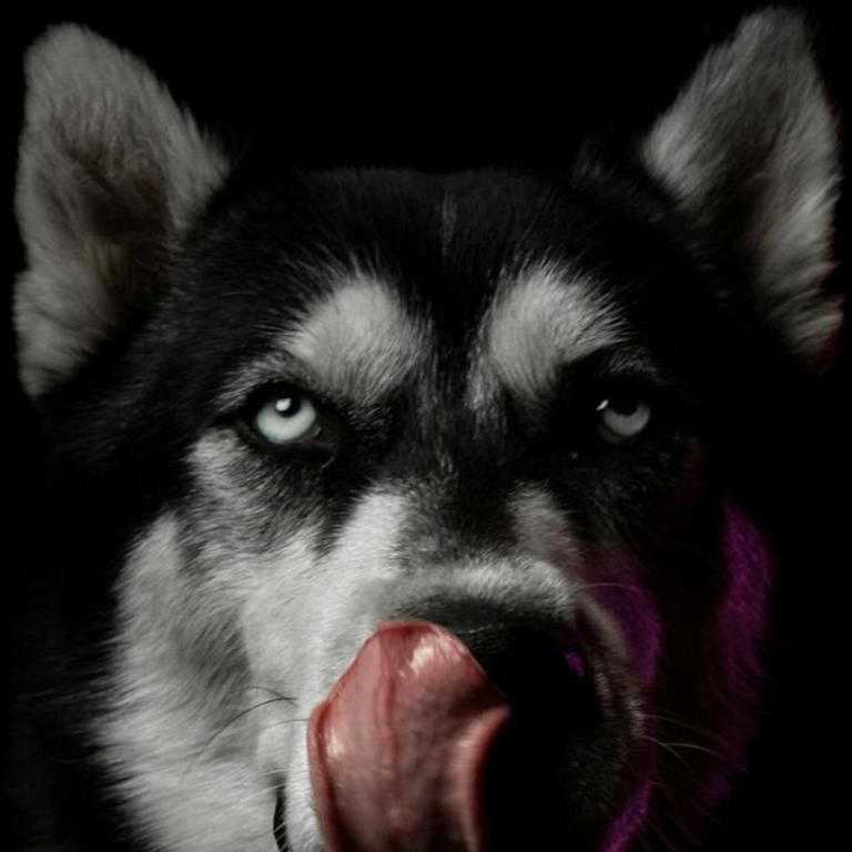 6 special traits of siberian huskies