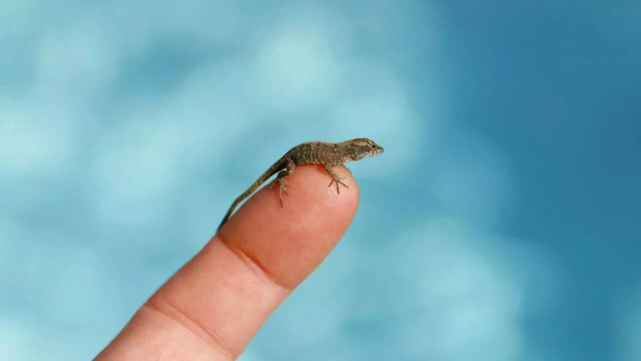 7 tiny reptiles that could fit on a fingertip