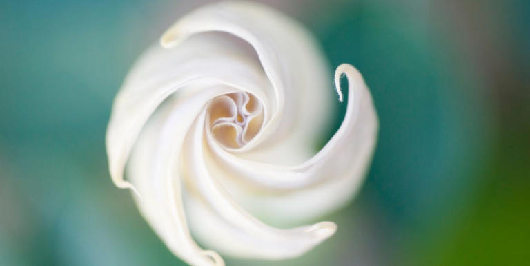 Usos, beneficios y aplicaciones de las plantas labiadas (Lamiáceas ...