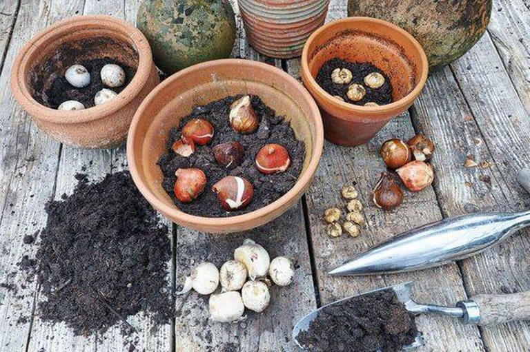 Squirrels will run 'far away' from your garden if you grow 3 common plants