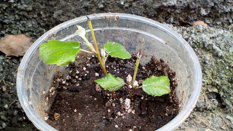 Cuidados y características del álamo: Todo sobre este árbol majestuoso ...