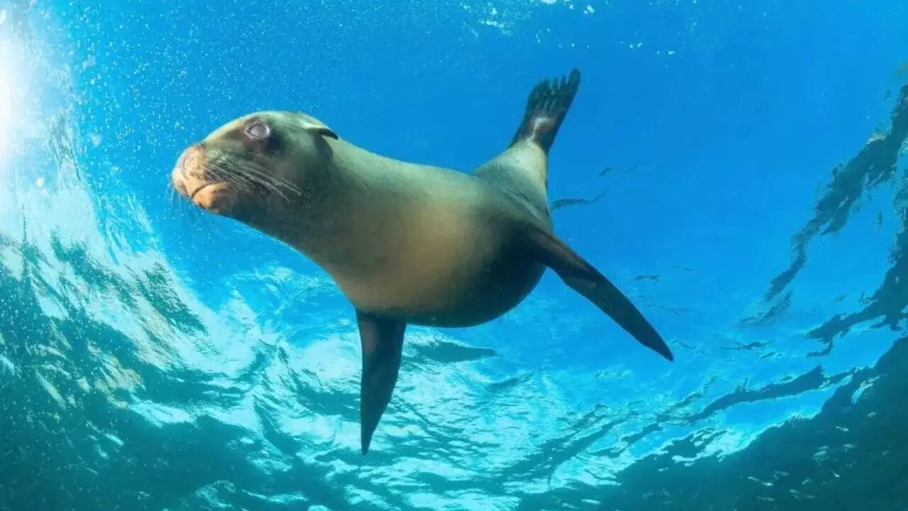 Over 100 marine megafauna struggle for survival, despite global protections