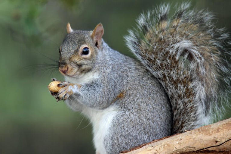 Squirrels will run 'far away' from your garden if you grow 3 common plants