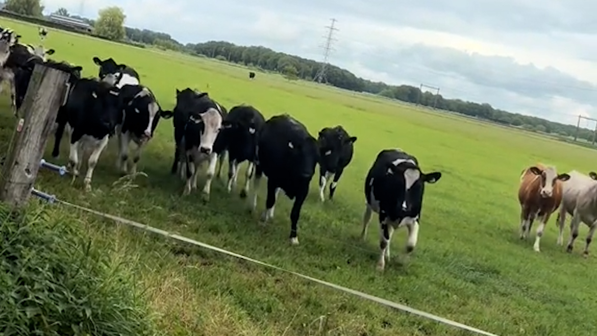 Herd of cows runs across a field to enjoy jazz music