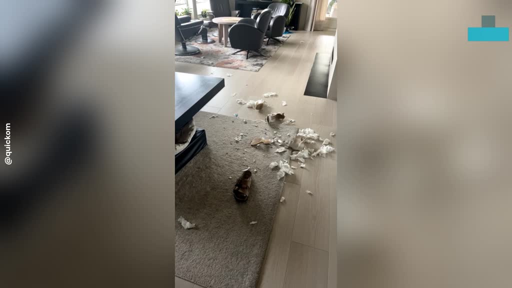 Guilty Dog Caught Red Pawed Destroying Shoes