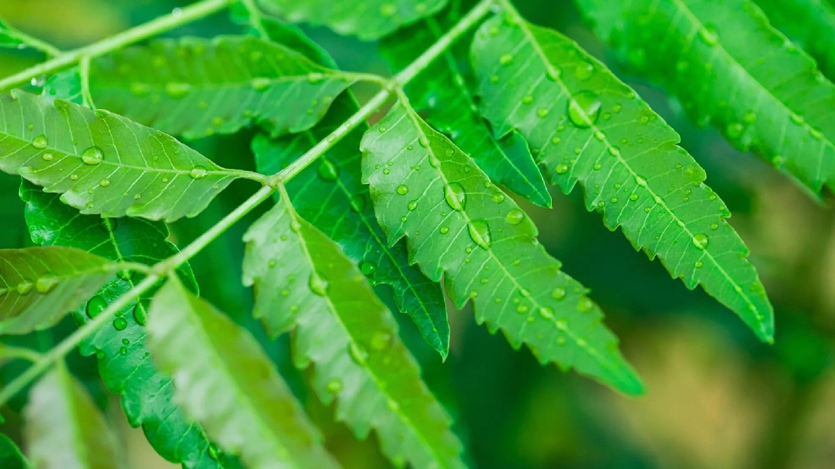 Neem: Monsoon super herb that fights 5 common skin problems naturally