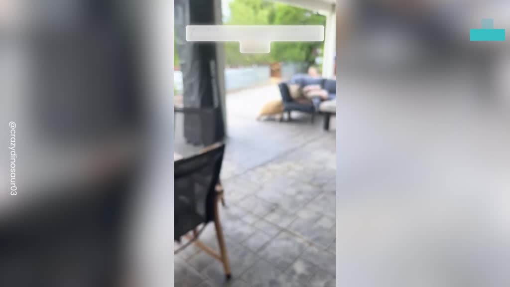 California Tortoise Rams Couch in Backyard Battle