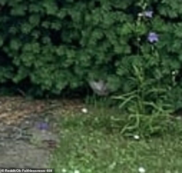 Simple garden photo has a white cat hidden in plain sight - can you ...