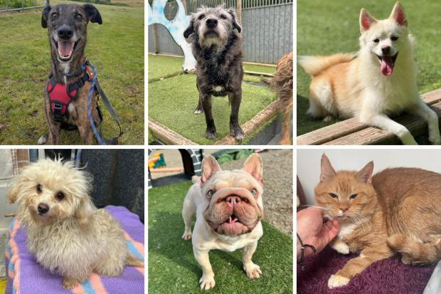 Six pets looking for their forever home from Many Tears Rescue