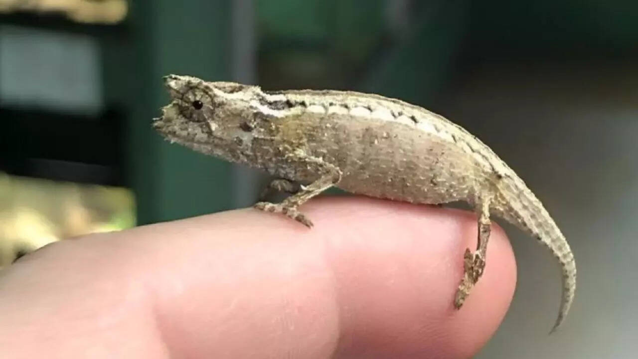 7 tiny reptiles that could fit on a fingertip