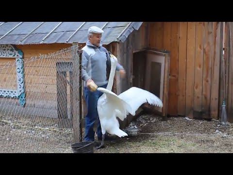 Animals reunited with owners in touching reunion videos