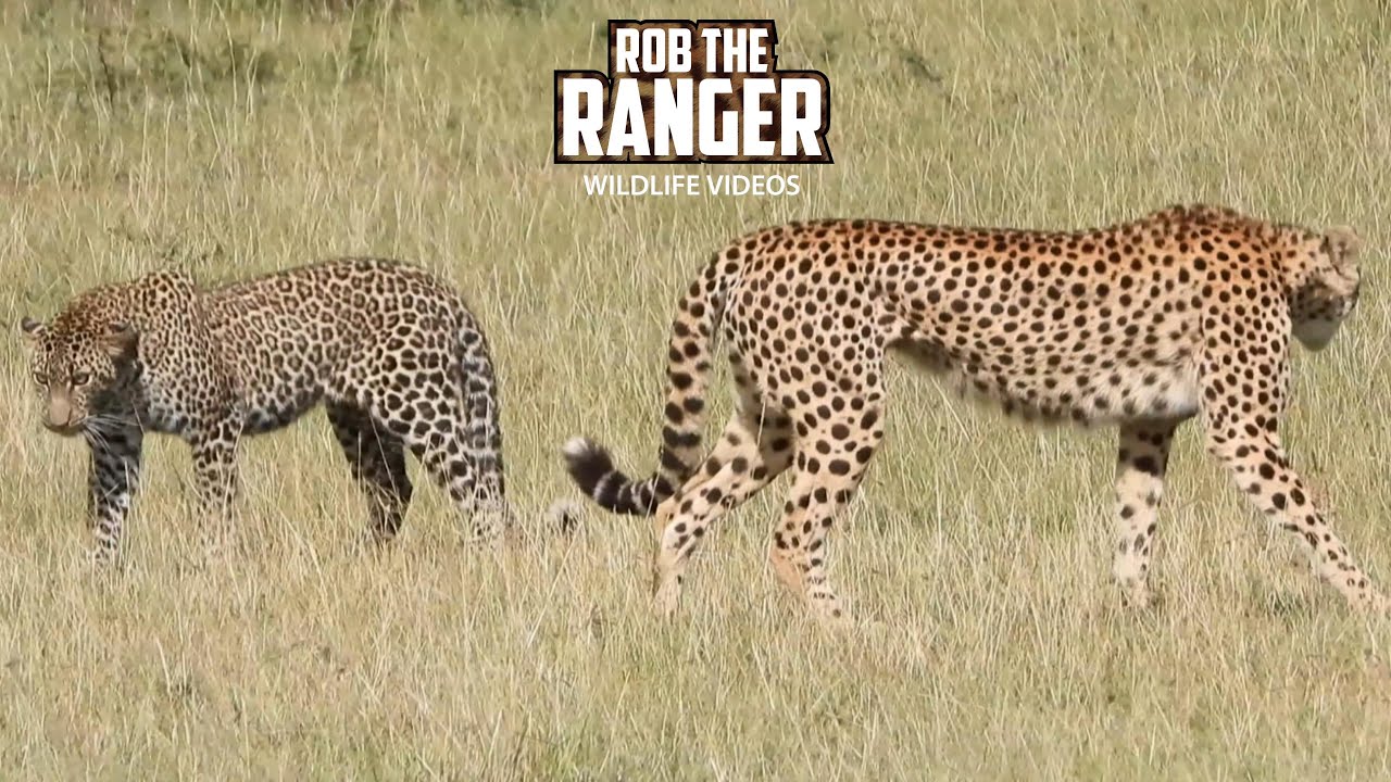 Cheetah and Leopard Face Off in Rare Showdown