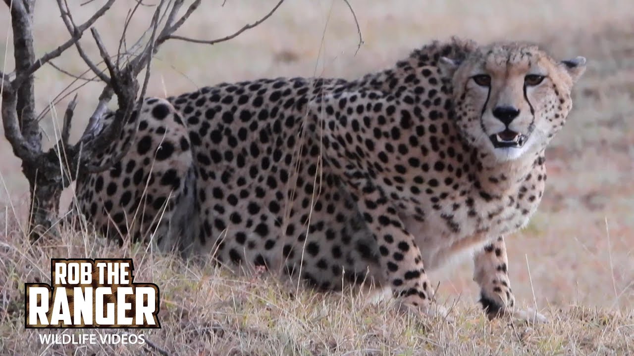 Cheetah family pounces and plays at sunrise in Maasai Mara Safari Zebra ...