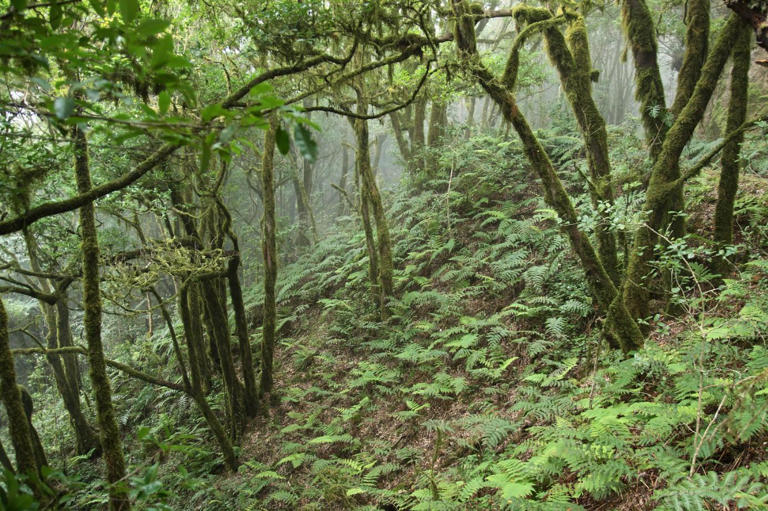 Guía exhaustiva de los tipos de bosques: características, vegetación y ...