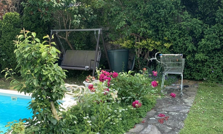 Simple garden photo has a white cat hidden in plain sight - can you ...