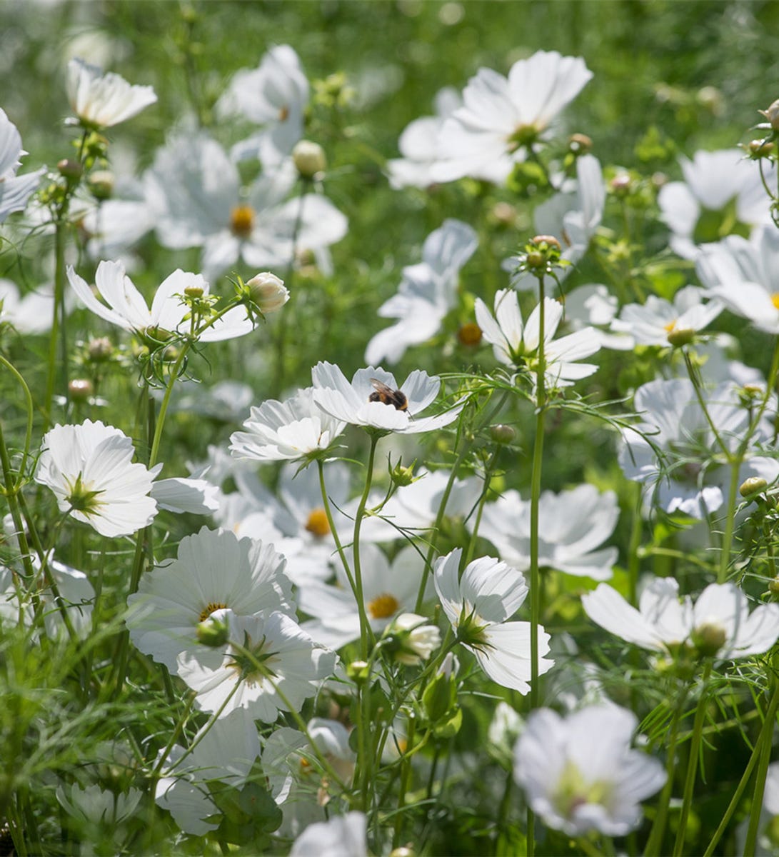 11 stunning self-seeding flowers for effortless gardening, including ...