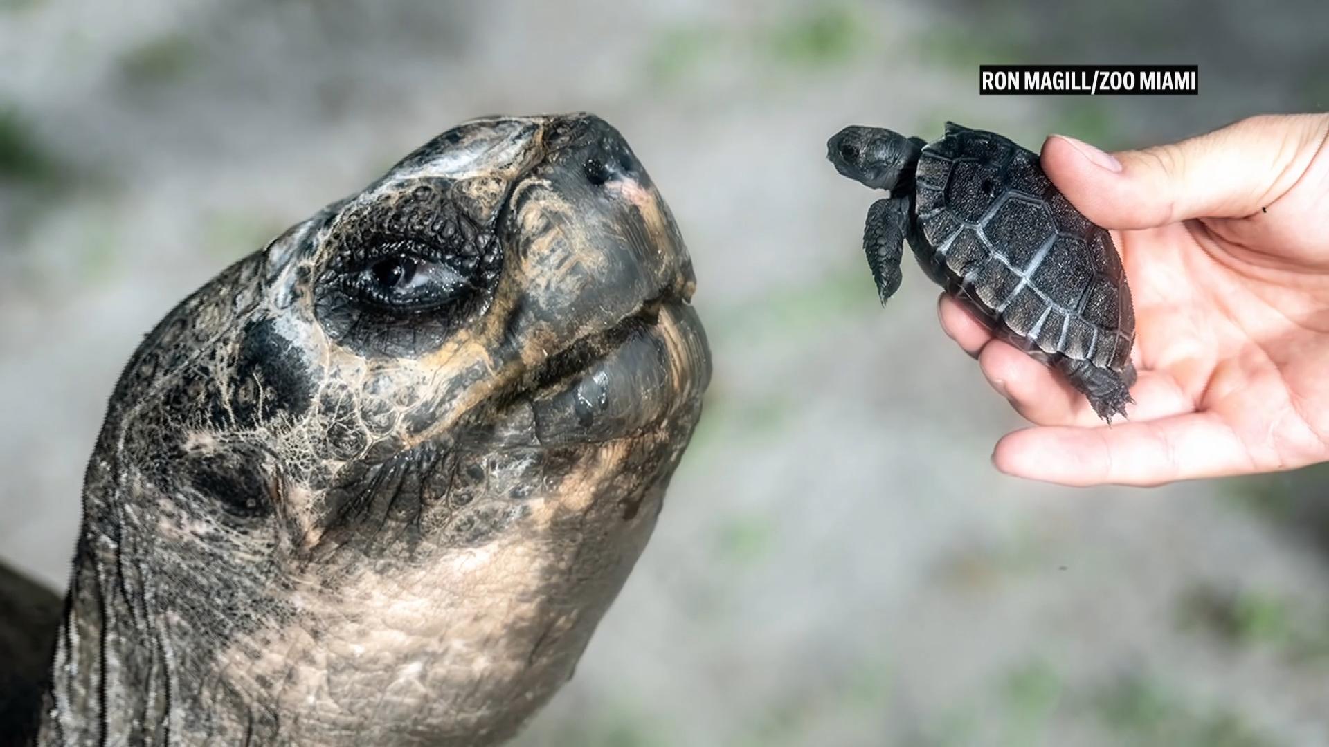 134-year-old tortoise becomes first-time father in time for Father’s Day