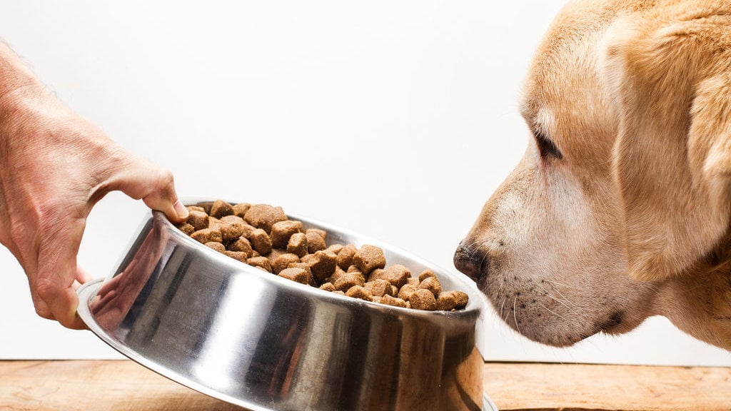 10 Rekomendasi Makanan Anjing Terbaik
