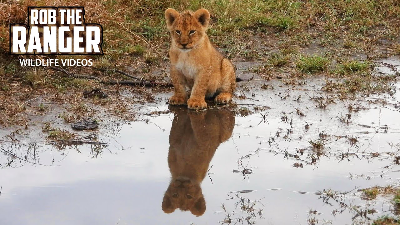 Playful lion cub annoys adults while exploring pride