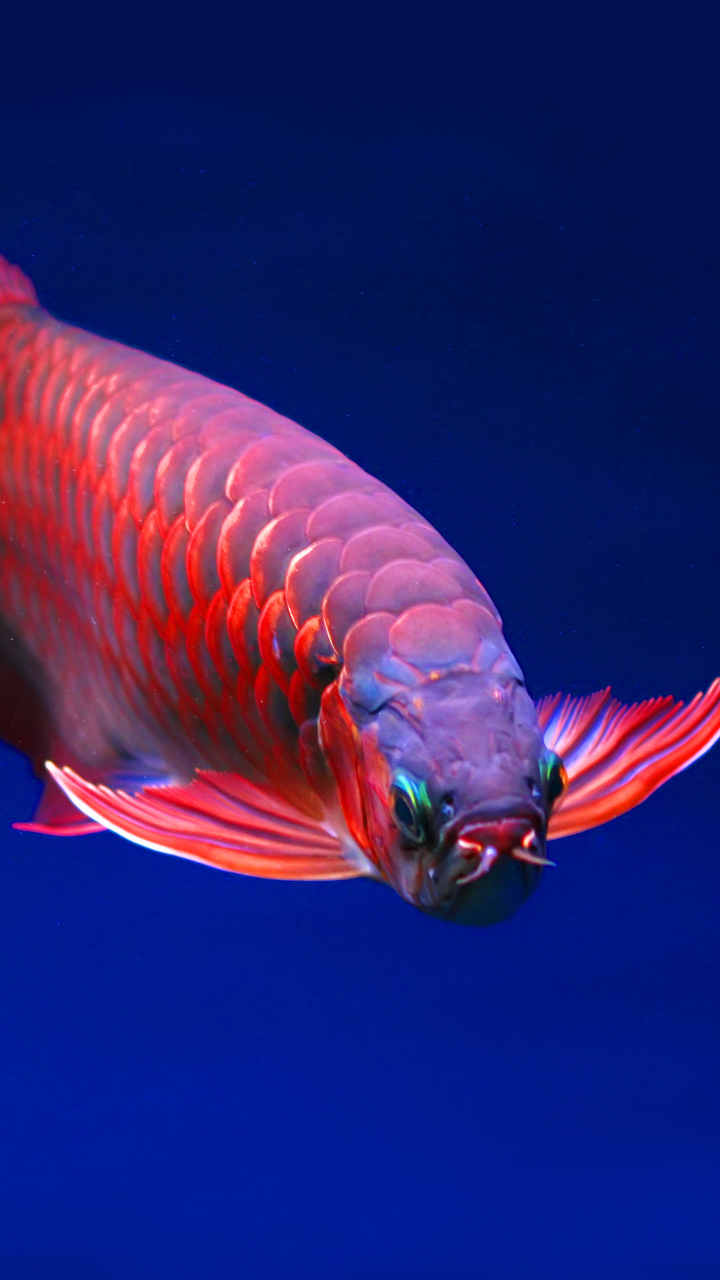 8 most colourful animals in the world (land, sea, and air)