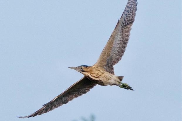Beginner photographer 'over the moon' after spotting rare bird in Somerset