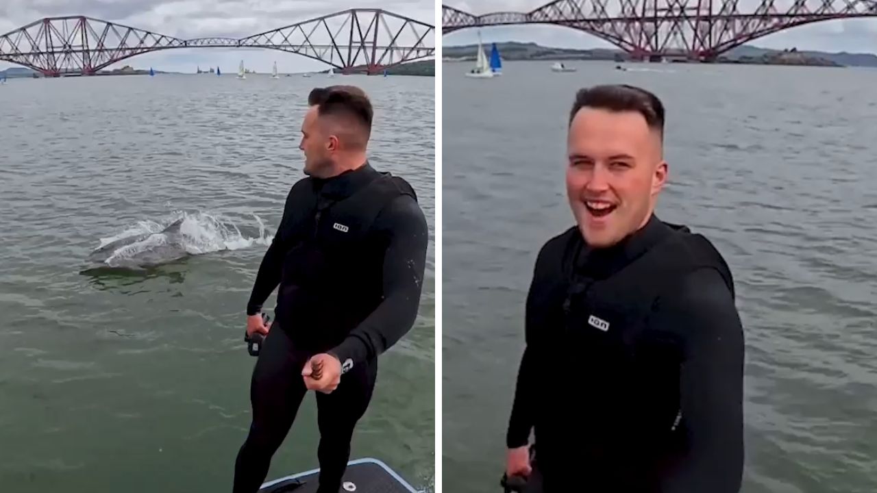 Fife eFoil school captures incredible moment acrobatic dolphin leaps ...