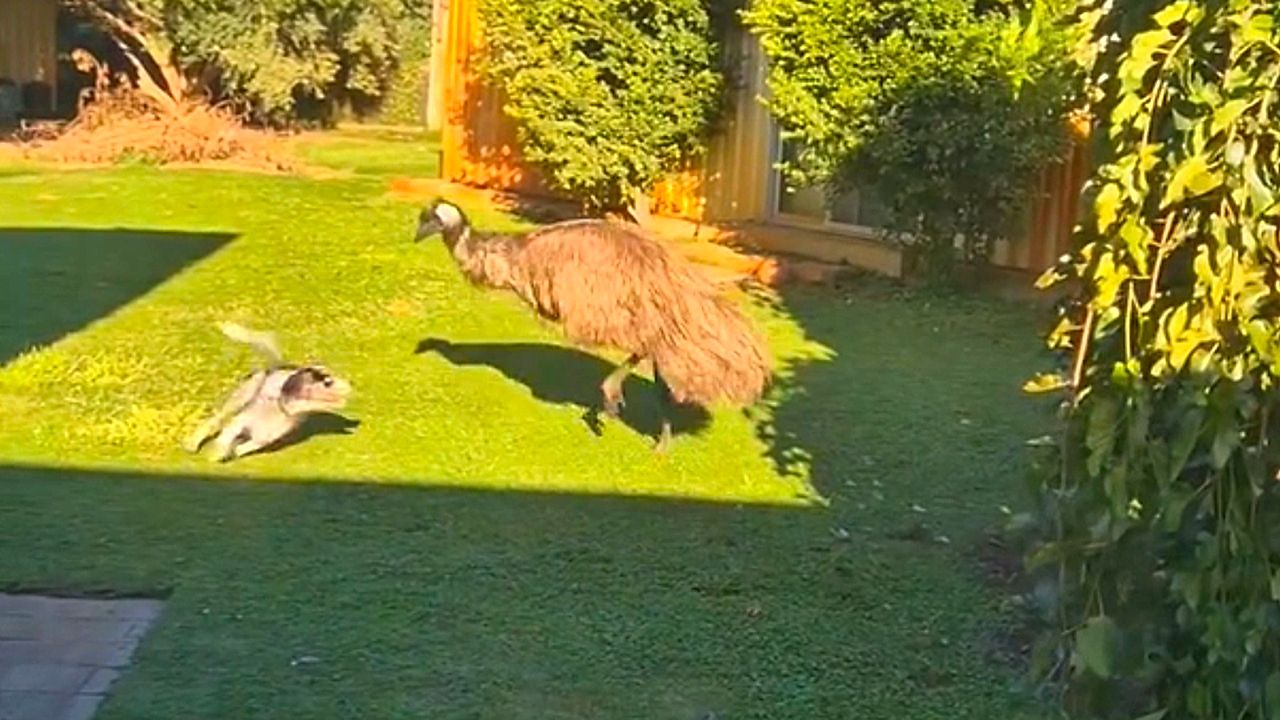 Emu chases teasing dog around a garden