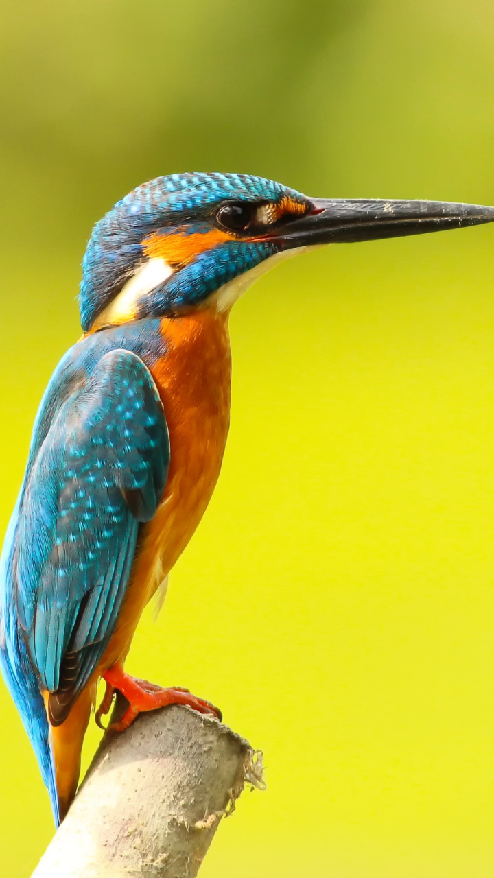 8 most colourful animals in the world (land, sea, and air)