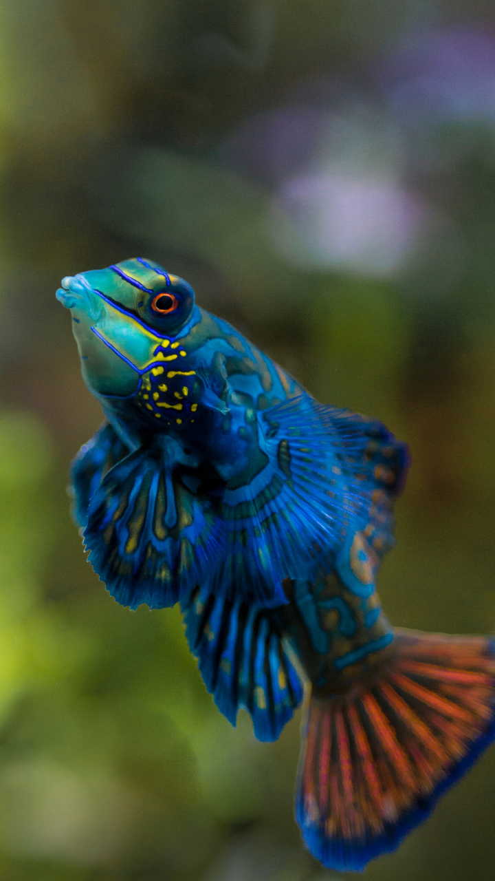8 most colourful animals in the world (land, sea, and air)