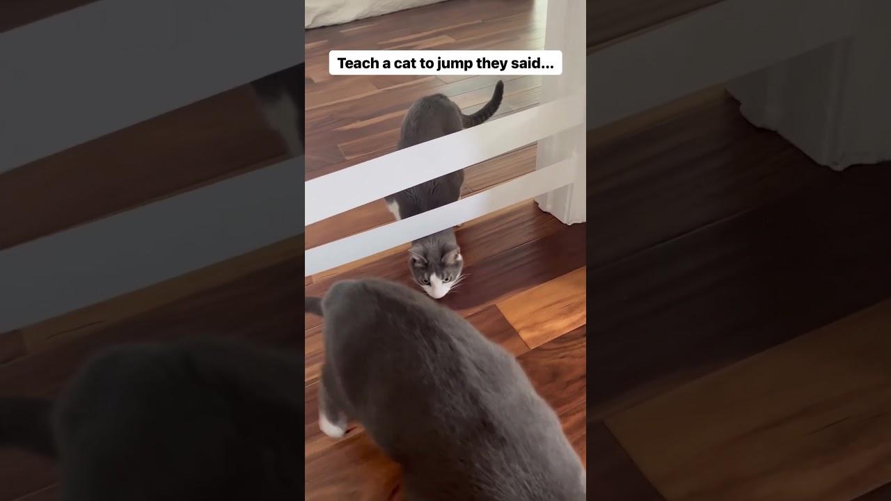 Cat Limbo! 😹 #cats #funnycats