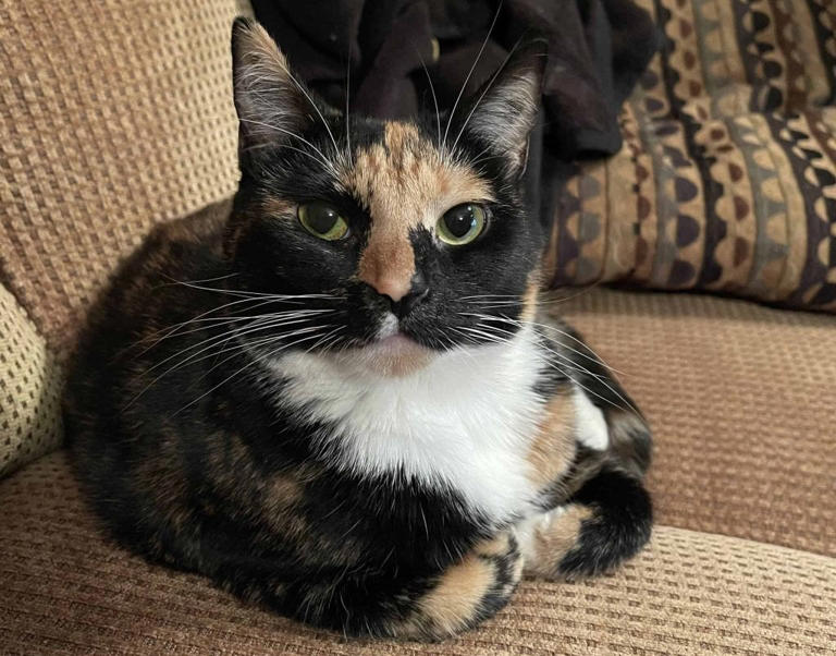 Meet the Most Popular Calico Cat Breeds You Can Own