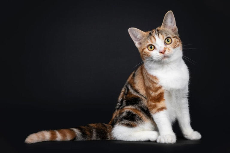 Meet the Most Popular Calico Cat Breeds You Can Own