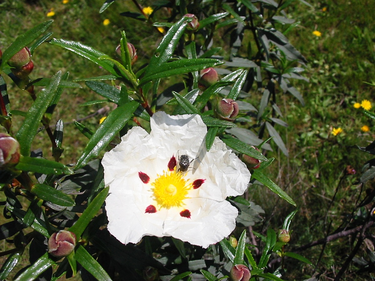 Plantas del bosque mediterráneo: características, especies y adaptaciones