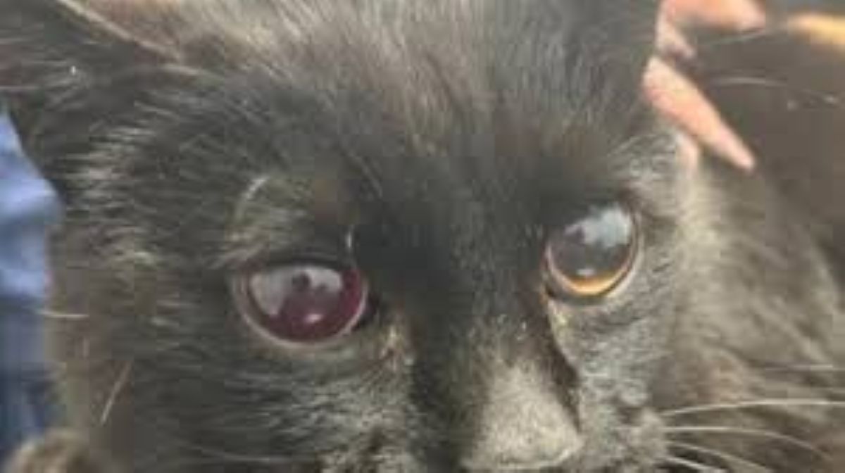 Ritrovato dopo sei mesi, il gatto Charlie torna a casa cieco ma salvo