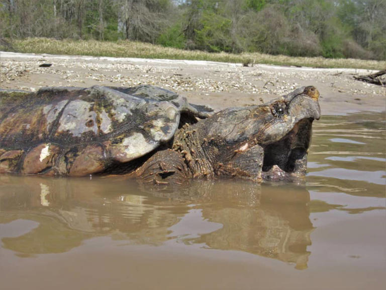 Why You Should Never Pick Up a Snapping Turtle by the Tail