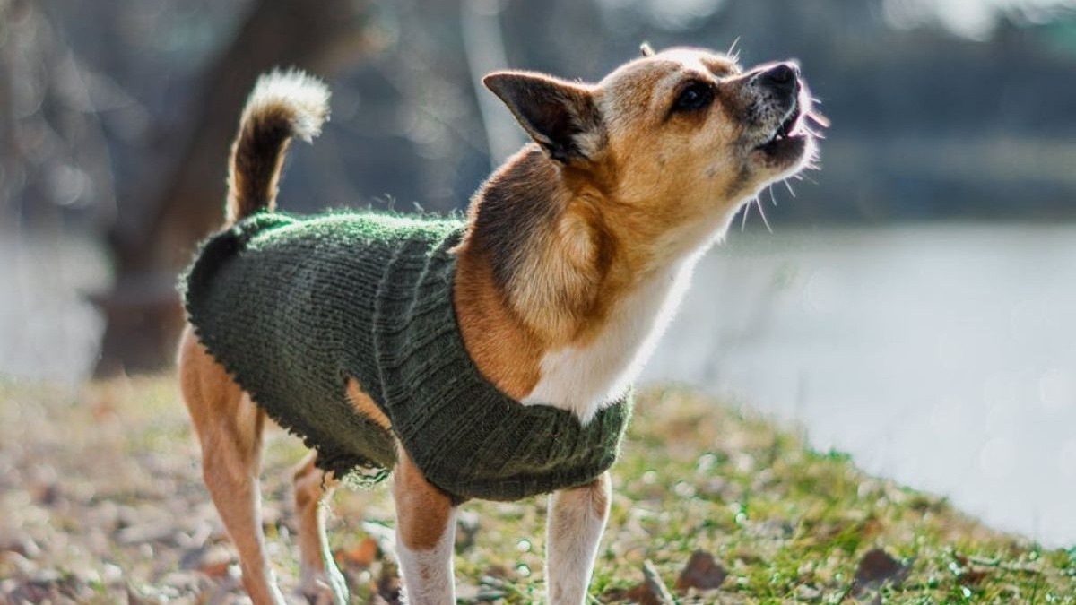 Unraveling the canine mystery: The science behind why your dog barks at ...