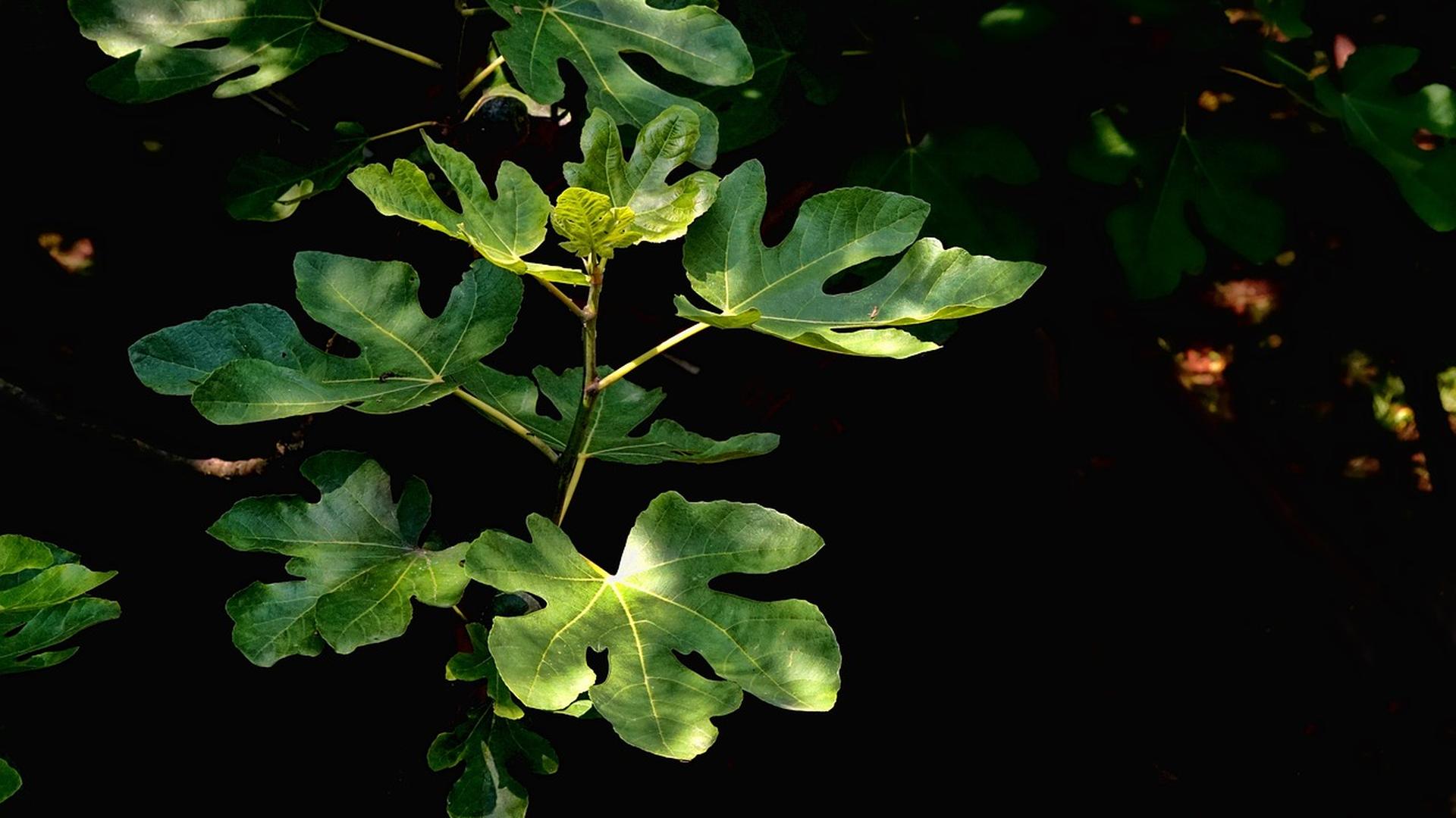 Fig Leaf Flavors: The Subtle Essence Enhancing Gourmet Creations